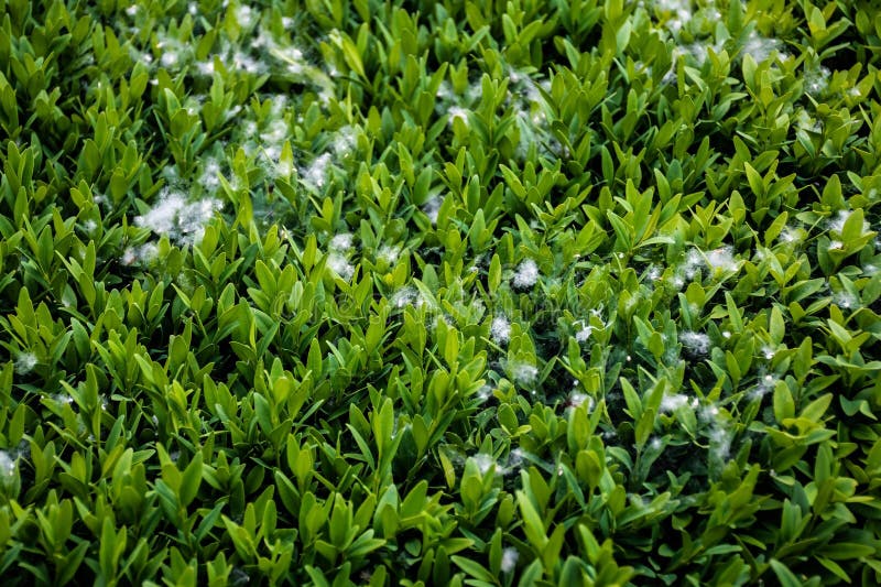 Buxus sempervirens stock photo. Image of wall, flora - 307801562