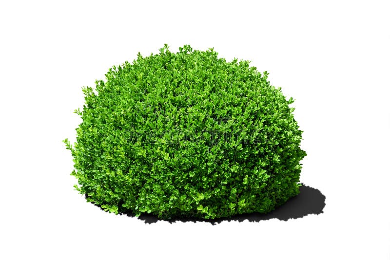 Buxus Sempervirens Boxwood Round Spherical Green Bush Isolated on White ...