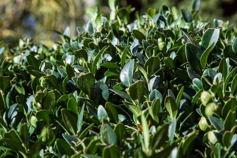 Buxus sempervirens stock photo. Image of white, slowgrowing - 132478830