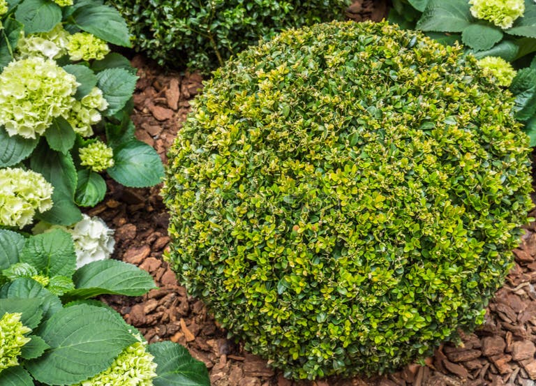 145 Buxus Sempervirens Round Leaf Stock Photos - Free & Royalty-Free ...