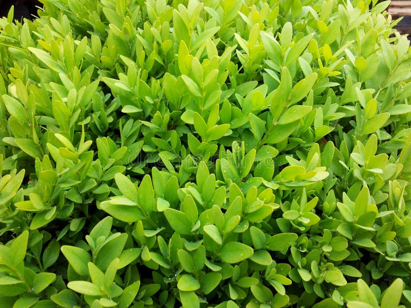Buxus sempervirens stock image. Image of buxus, boxwood - 195178809