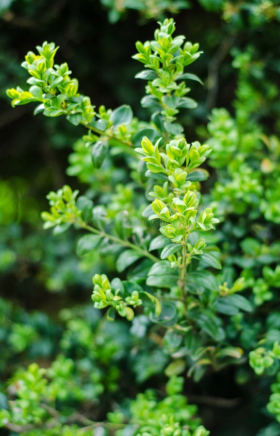 Buxus sempervirens stock image. Image of plants, spring - 4183985