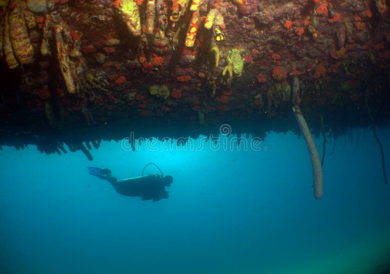 Buzo nadando en el mar foto de archivo. Imagen de - 205639208