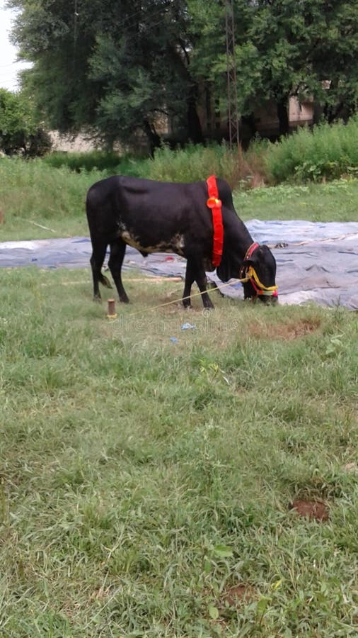 Side pose of black bull stock photo. Image of bull, side - 125078918