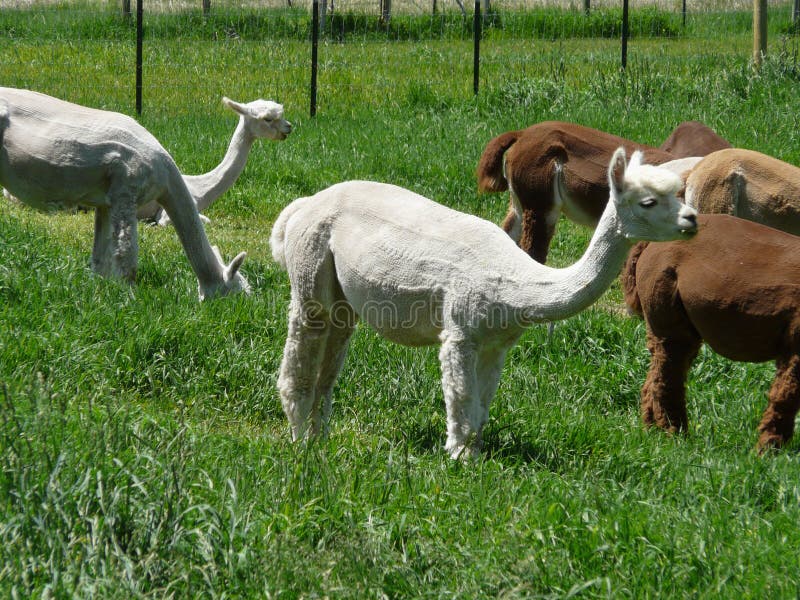 Buzz Cuts stock photo. Image of wool, field, farm, brown - 27559310