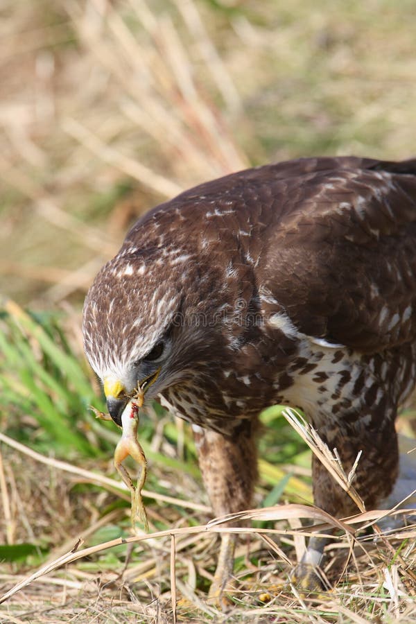 466 Buzzard Eating Photos - Free & Royalty-Free Stock Photos from ...