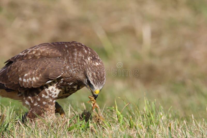 Buzzard stock image. Image of yellow, meat, fierce, frog - 11397107