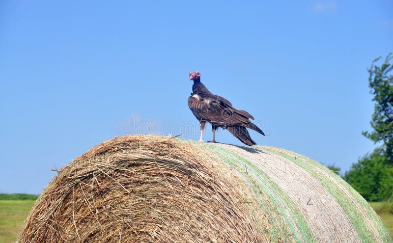 Buzzard stock image. Image of animal, meat, bale, ugly - 11490073