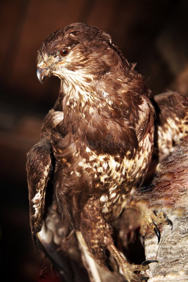 A buzzard stock image. Image of wild, america, feather - 14154207