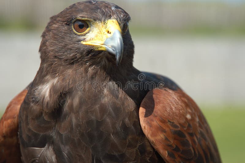 Buzzard stock image. Image of raptor, falcon, prey, avian - 238277