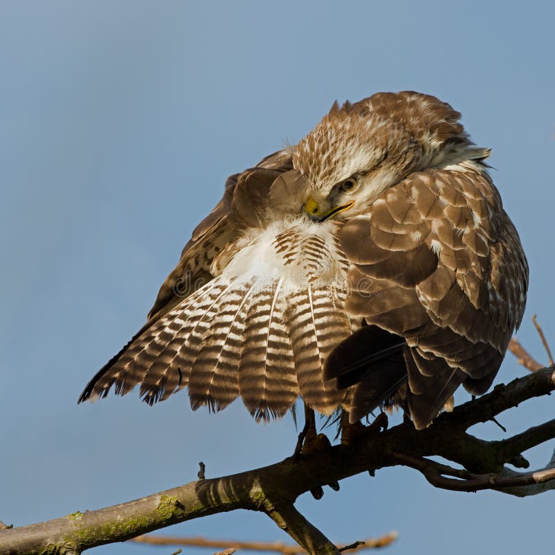 Buzzard stock photo. Image of nature, cold, hawk, natural - 28156730