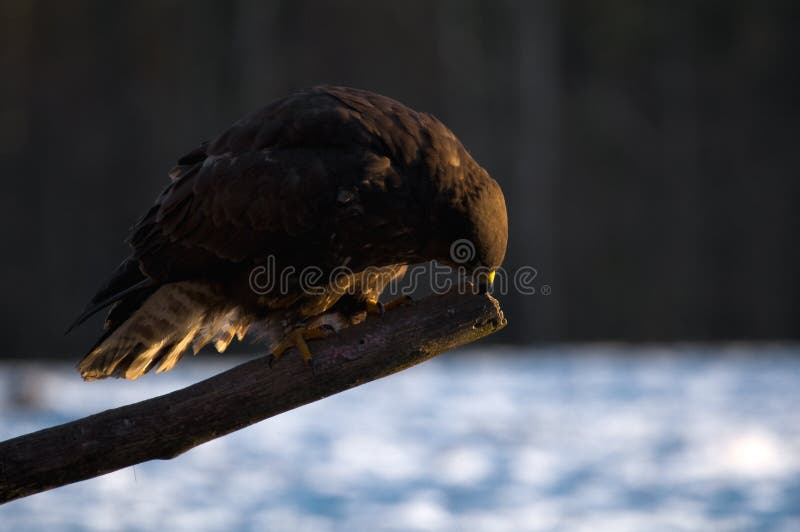 Buzzard stock photo. Image of legs, brown, carrion, bird - 28314362