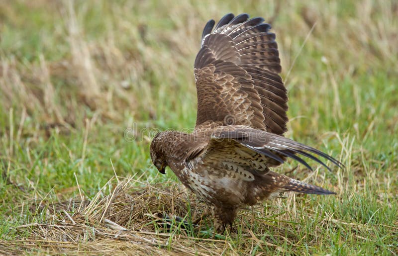 Buzzard stock image. Image of nature, watching, strength - 28383805