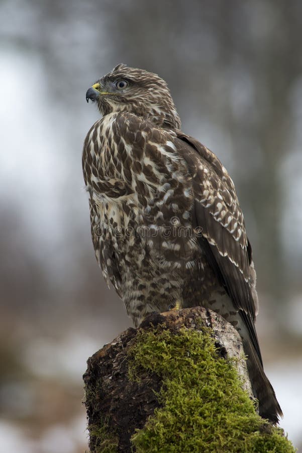 Buzzard stock image. Image of animal, bird, prey, talons - 28734787