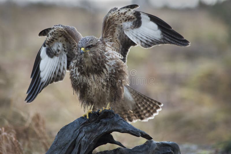 Buzzard stock image. Image of buzzard, nature, wildlife - 28734889