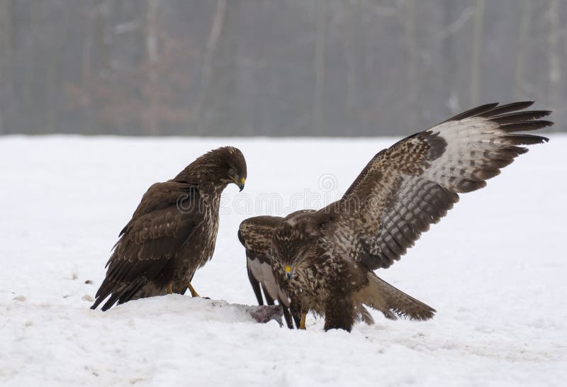 Buzzard stock photo. Image of large, buteo, dignified - 28939584