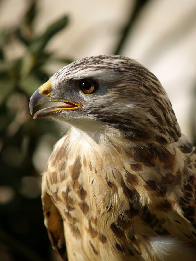 Buzzard feather stock photo. Image of delicate, plumage - 29188784