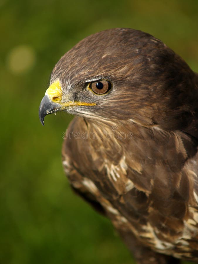 The buzzard stock photo. Image of buzzard, environment - 3026478