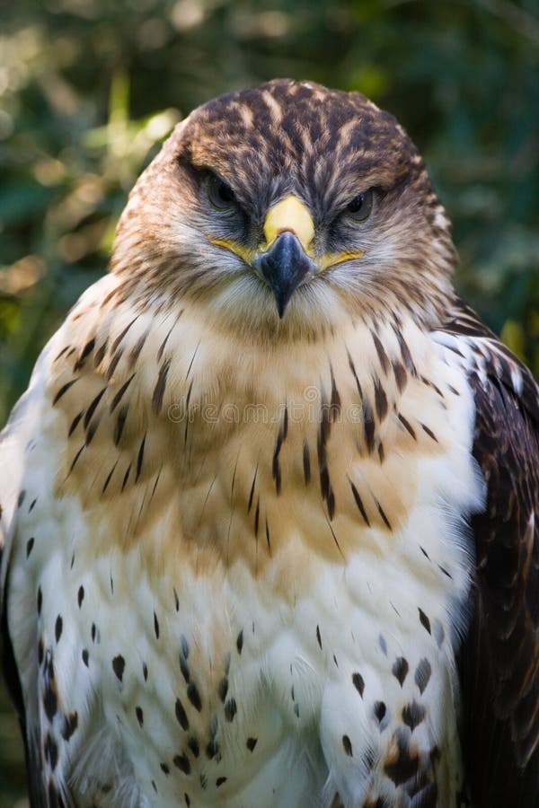 3,821 Buzzard Tree Stock Photos - Free & Royalty-Free Stock Photos from ...