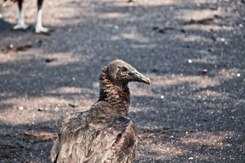 Buzzard on the Beach stock photo. Image of looking, animal - 179066076