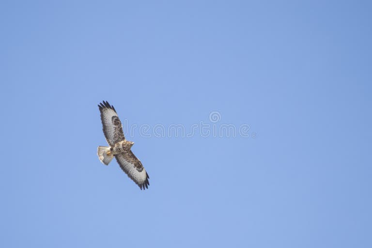 Buzzard in a Beautiful Blue Sky Stock Photo - Image of buzzard, blue ...