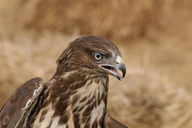 Buzzard stock photo. Image of beast, buzzard, closeup - 39603208