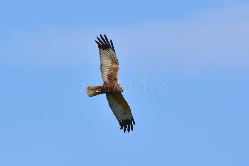 Buzzard bird on hunt stock image. Image of hunter, white - 93886625