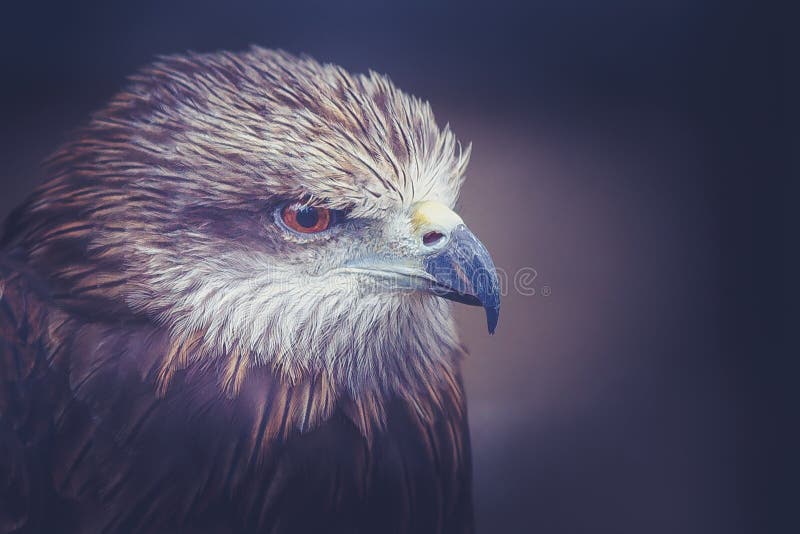Evil Eyes Snowy Owl Black Background Stock Photos - Free & Royalty-Free ...