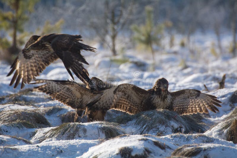 Buzzard stock photo. Image of buteo, carrion, beauty - 37430396