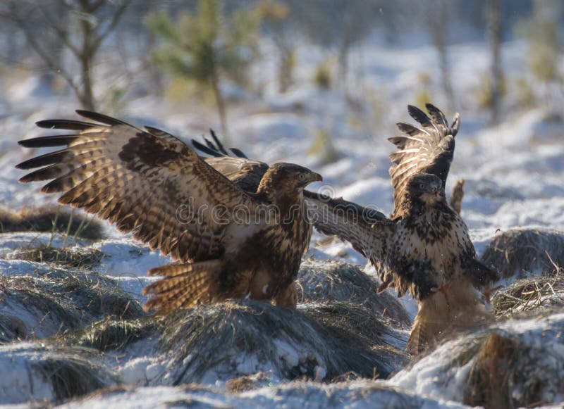 Buzzard stock photo. Image of accipitridae, cold, deterrence - 37433064