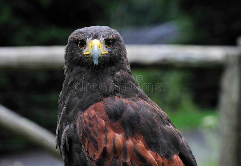 Buzzard stock photo. Image of wing, beautiful, cute, feather - 73565804