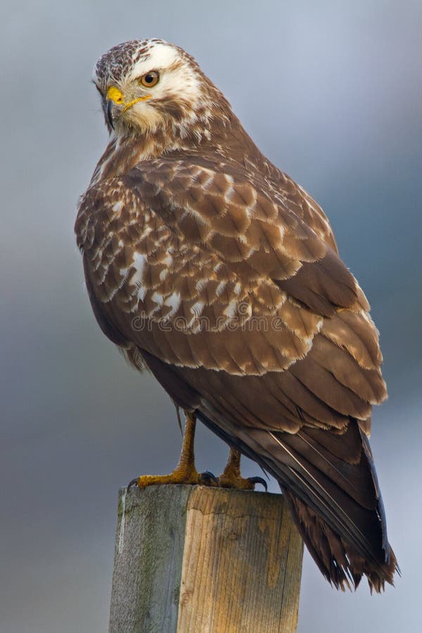 Buzzard ( buteo buteo ) stock photo. Image of fragile - 22161484