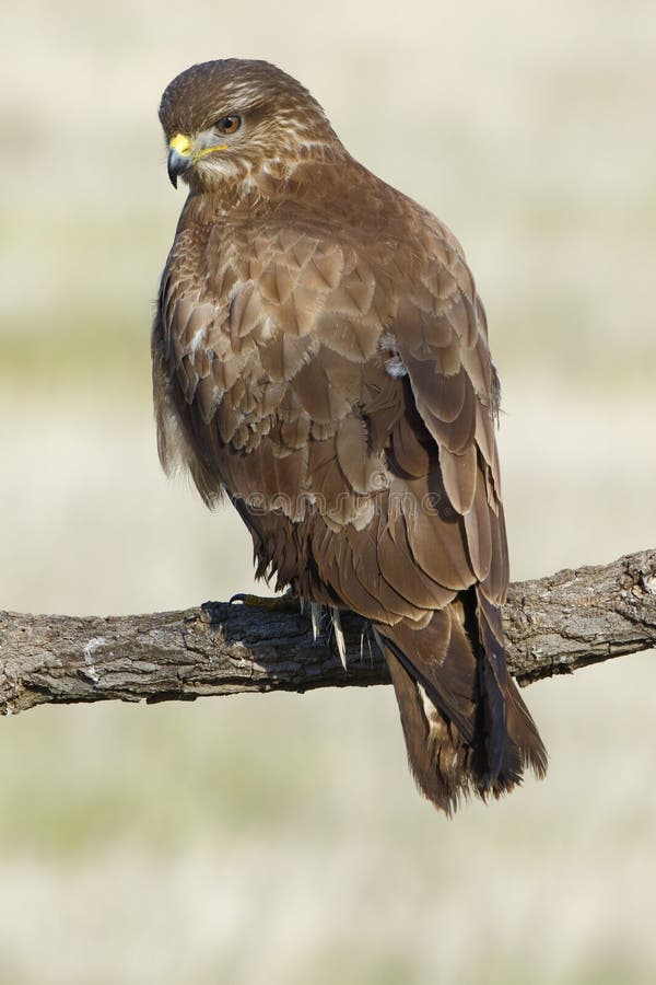 Buzzard, Buteo Buteo , Perched on His Perch Stock Image - Image of ...