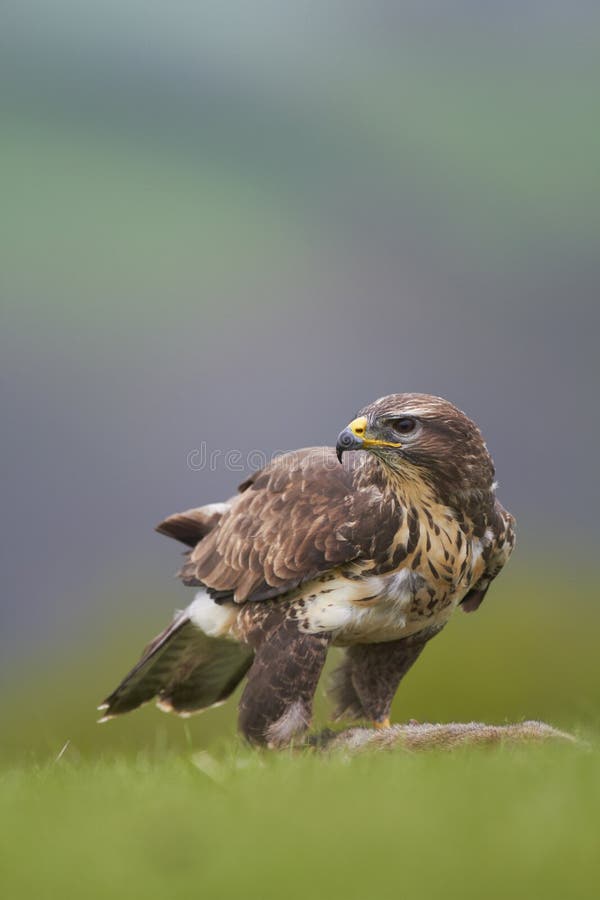 616 Dead Rabbit Stock Photos - Free & Royalty-Free Stock Photos from ...