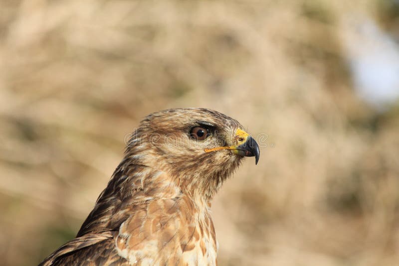 Buzzard stock photo. Image of eagle, wildlife, face, bird - 34714252