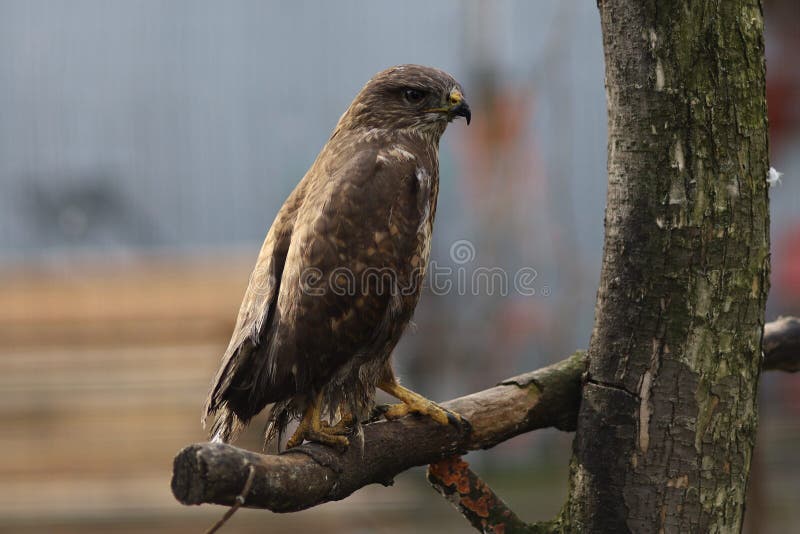 Buzzard Common Little Hawk Close Up Stock Photos - Free & Royalty-Free ...