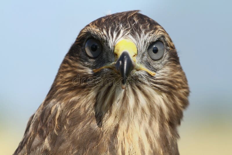 Buzzard detail stock photo. Image of raptor, natural - 44971572