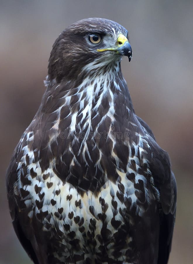 Buzzard in a Dutch Forest, Bird of Prey Stock Image - Image of common ...