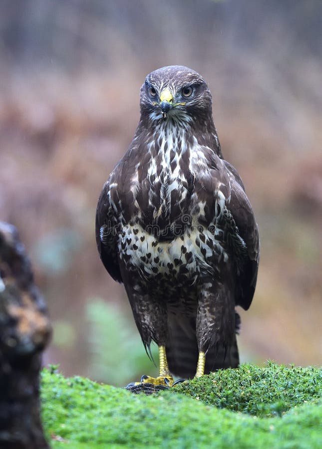 Bird in a Dutch Forest - Vlaamse Gaai Stock Image - Image of woods ...
