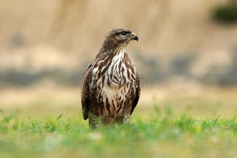 Buzzard Eagle Perches on the Grass Stock Photo - Image of nature ...