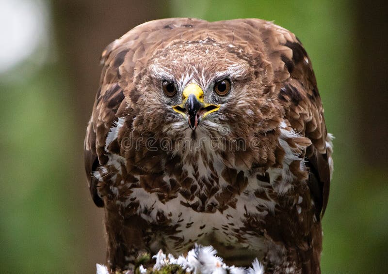 Buzzard eating pigeon stock photo. Image of hawk, vulture - 233604086