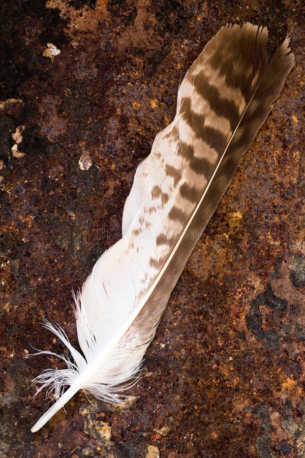 Buzzard Feather on Rusty Table Stock Photo - Image of view, wing: 112251146