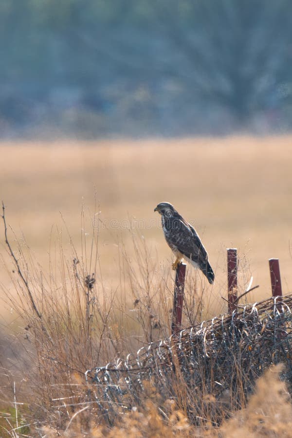 Buzzard on a Fence Post at the Edge of the Field. Stock Image - Image ...