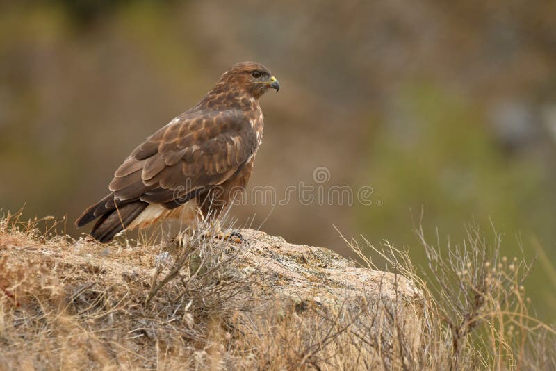 Buzzard in the Field in Spring Stock Image - Image of boar, falcon ...