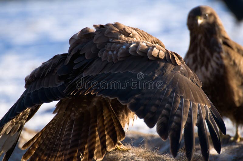 Buzzard - fight for food stock photo. Image of dispute - 28314562