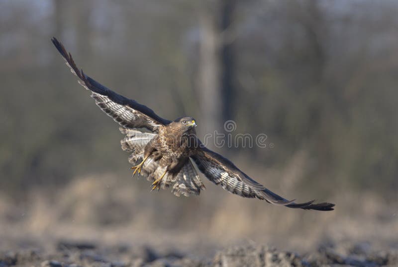 Buzzard flies stock image. Image of buzzards, nature - 167002201