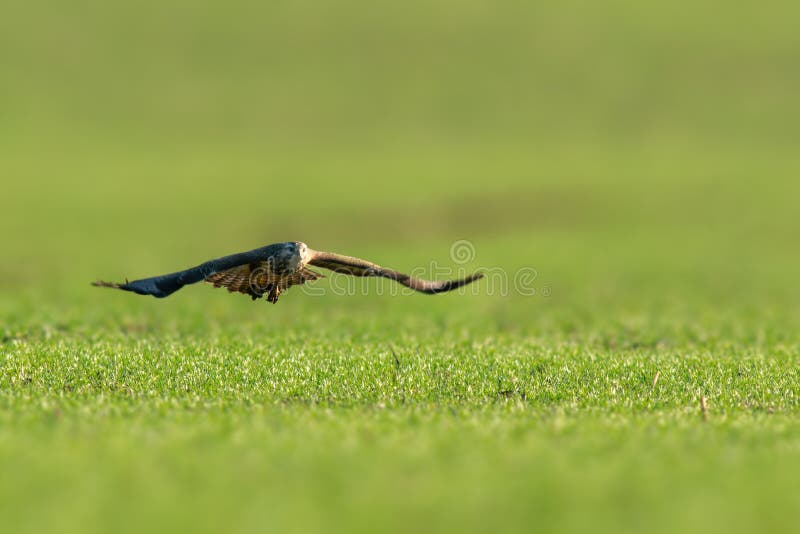 A Buzzard Flies Over a Green Field Stock Image - Image of beauty ...