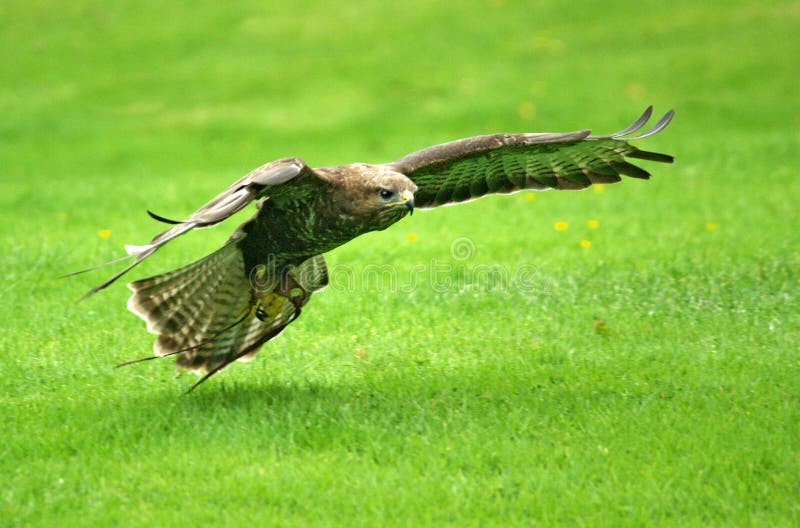 Buzzard in flight 2 stock photo. Image of buzzards, wing - 6182868
