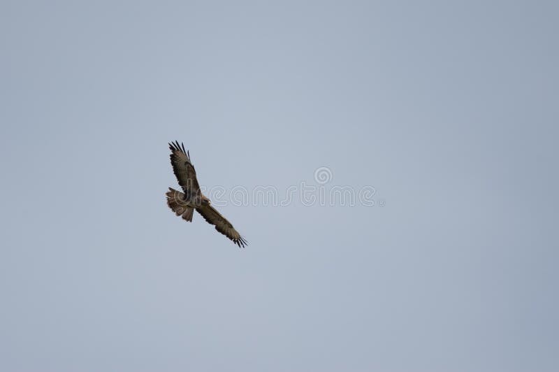 Buzzard in flight stock photo. Image of prey, flight - 128814302