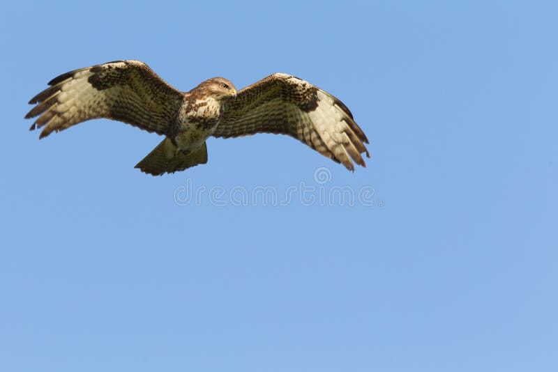 Set of Buzzard in Flight Isolated on White. Buteo Rufinus Stock Image ...